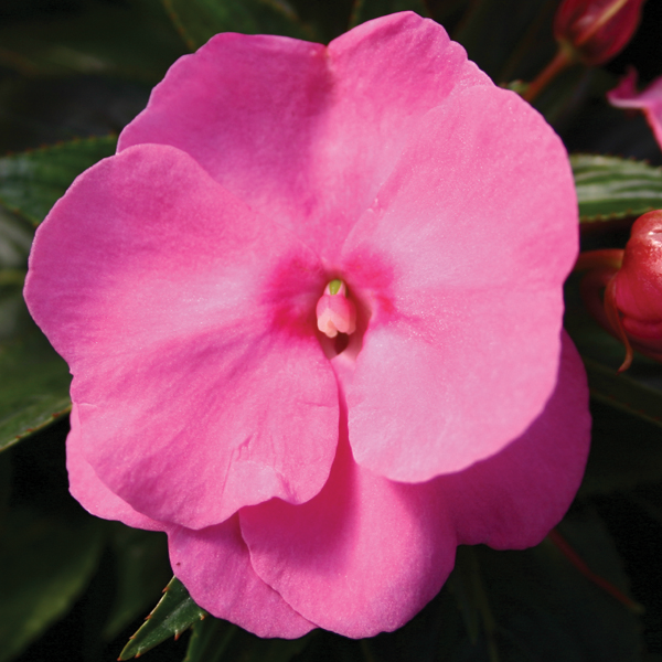 New-Guinea-Celebration-Pink | Walnut Springs Nursery, Inc.