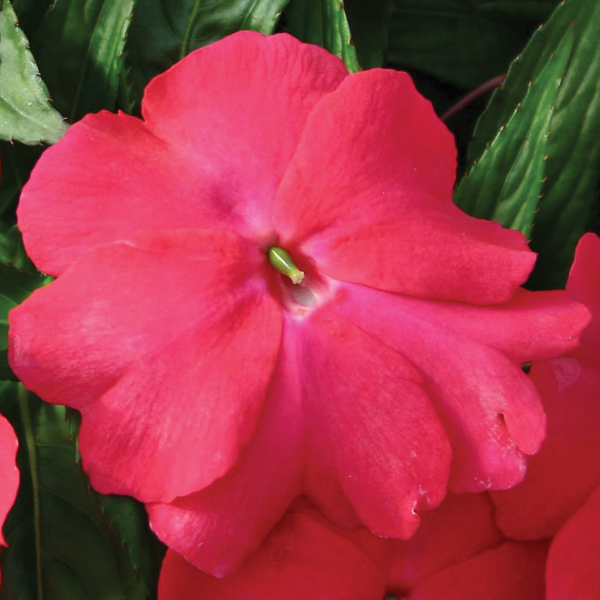 New-Guinea-Celebration-Rose | Walnut Springs Nursery, Inc.