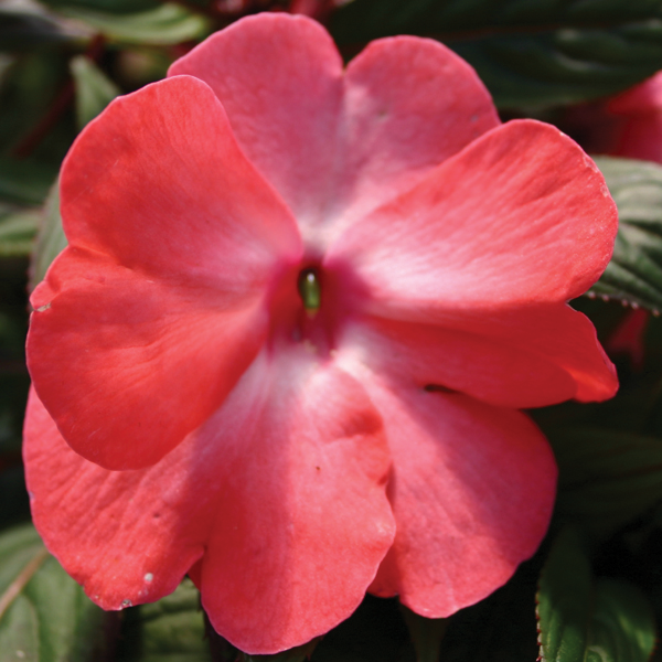 New-Guinea-Celebration-Trop | Walnut Springs Nursery, Inc.